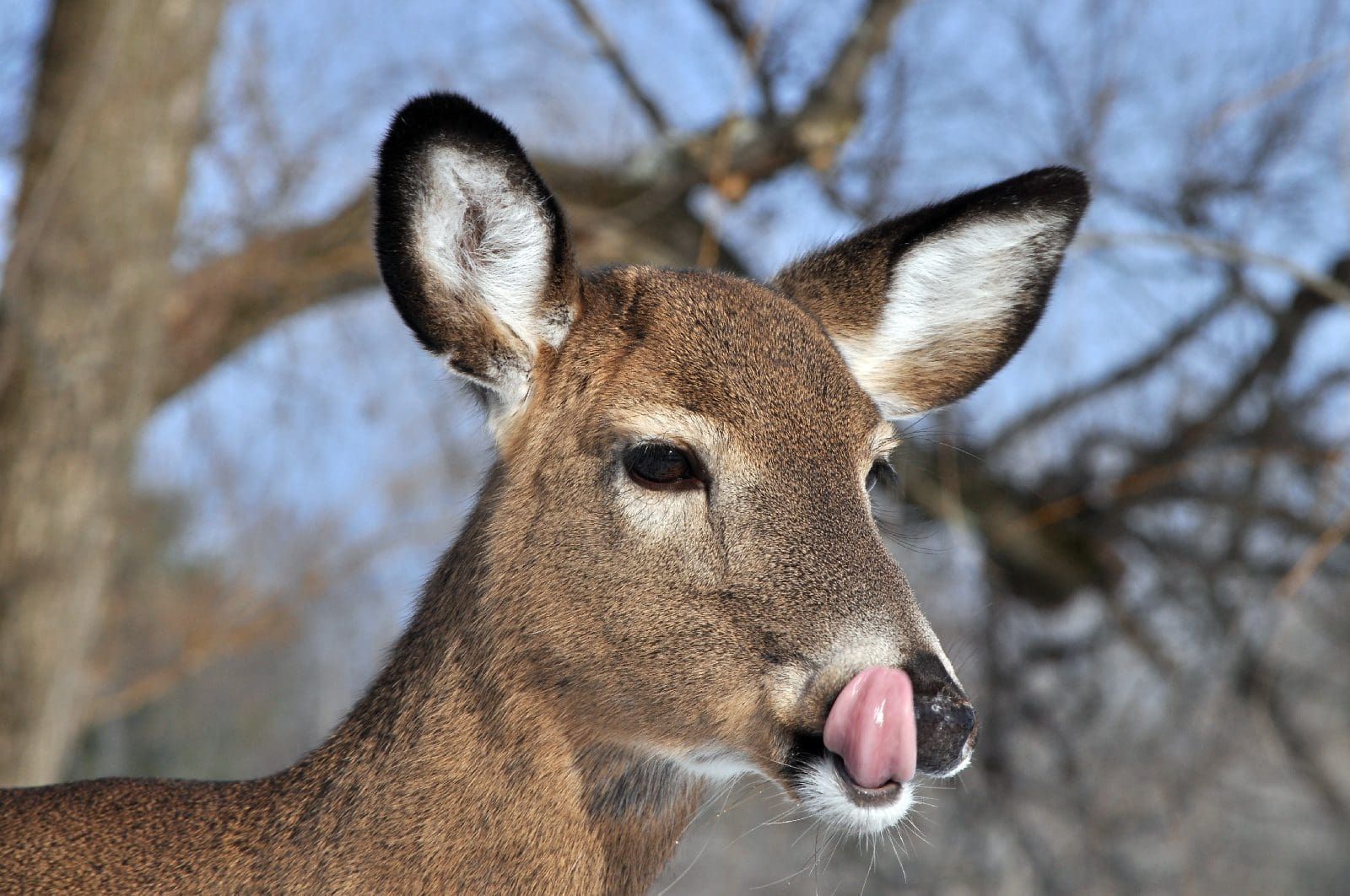 Professionals - Deer Solution