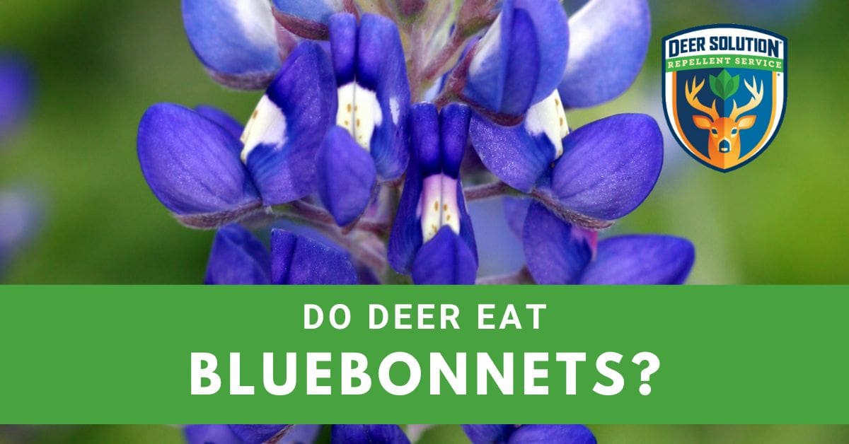 Bluebonnets - Deer Solution®