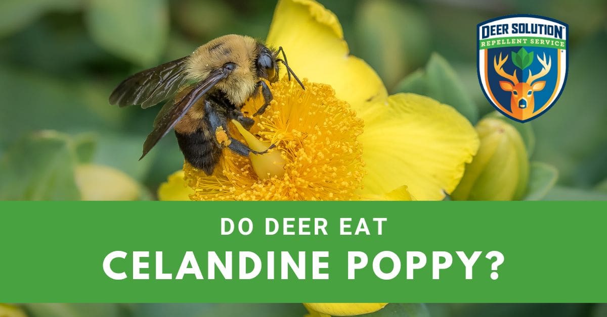 Celandine Poppy (Stylophorum diphyllum) - Deer Solution®