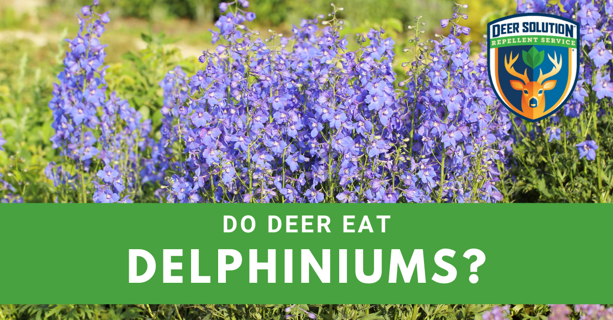 Do Deer Eat Delphinium