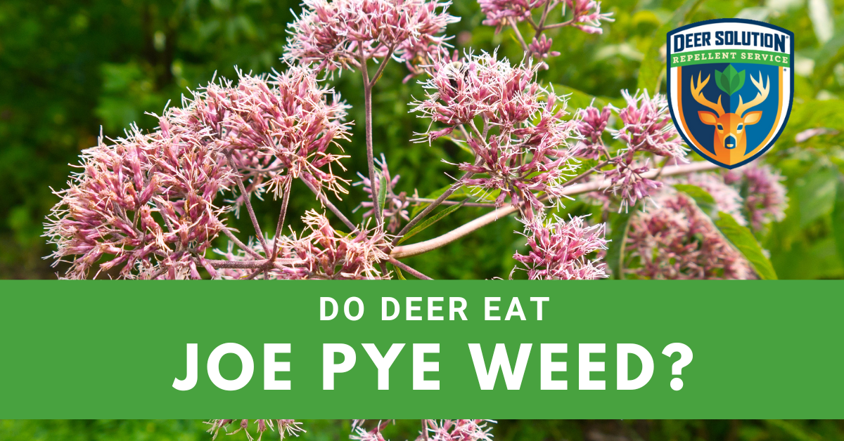 Do Deer Eat Joe Pye Weed? - Deer Solution®