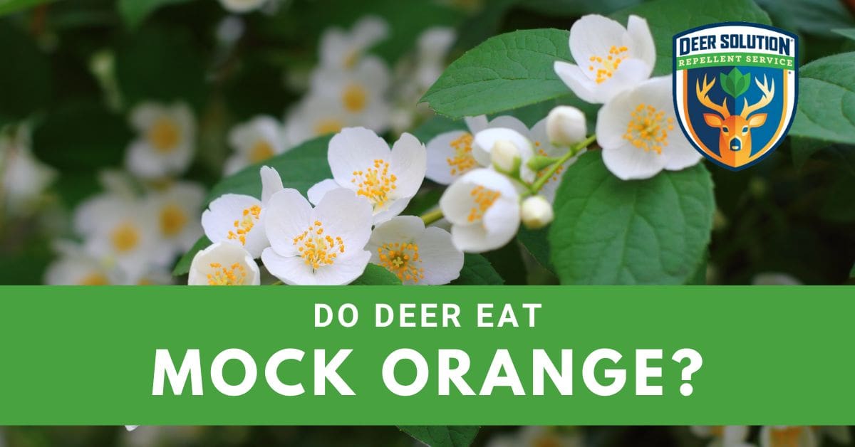 Mock Orange - Deer Solution®