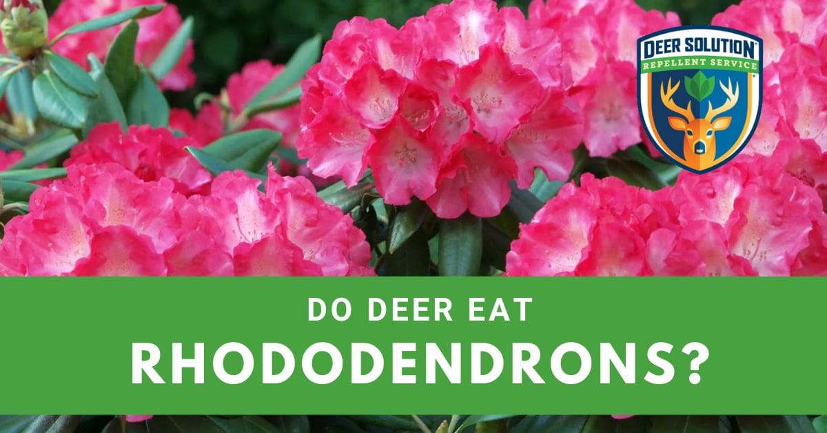 Will Deer Eat Rhododendrons