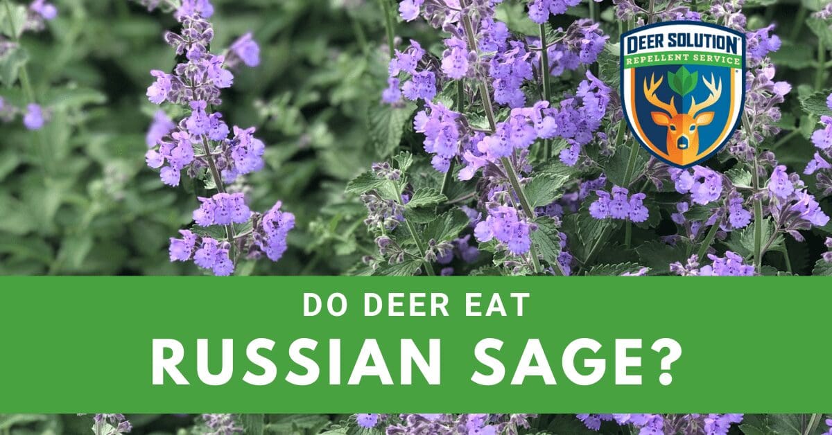 Do Deer Eat Russian Sage? - Deer Solution®