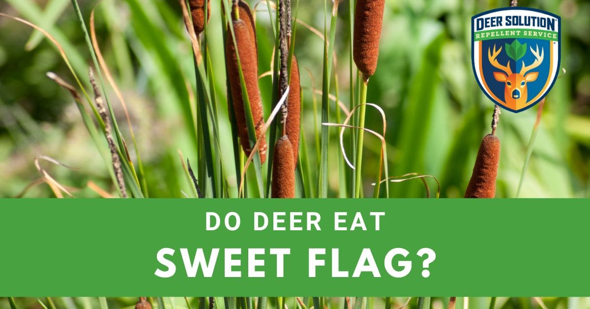 Do Deer Eat Sweet Flag? - Deer Solution®