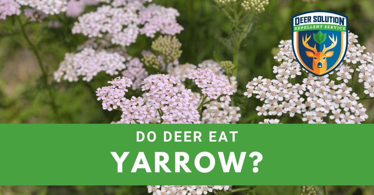 Do Deer Eat Yarrow? - Deer Solution®