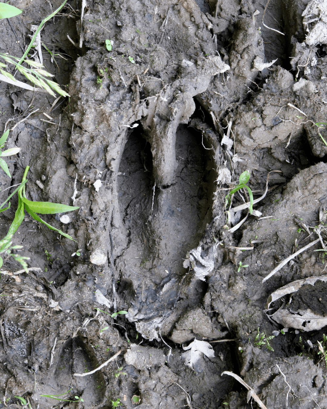 Top 10 Signs That Deer Are Destroying Your Landscape